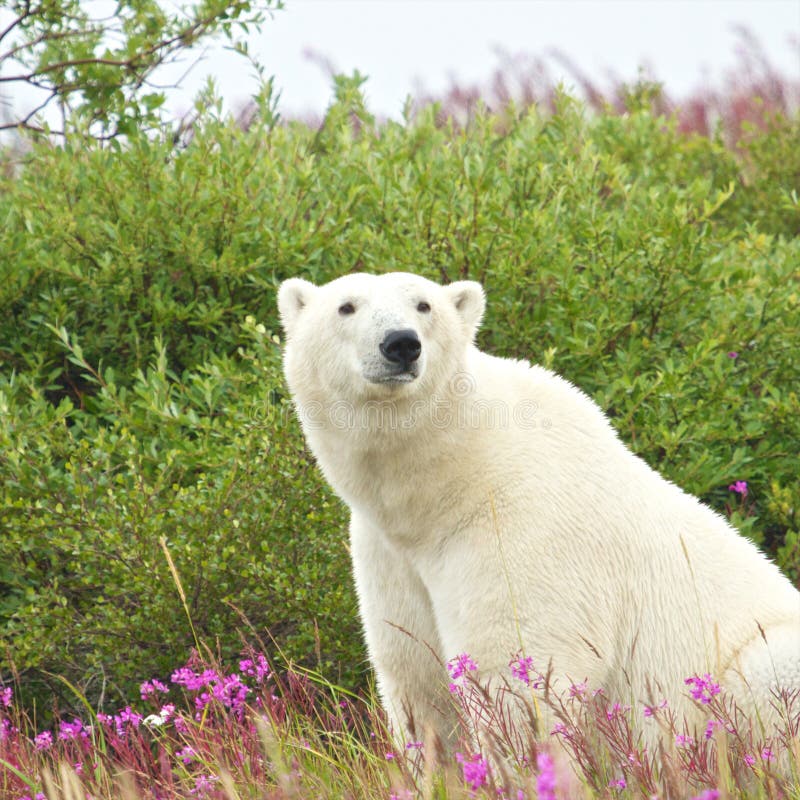 Orso Polare, Ursus Maritimus, Riposandosi Fra L'erba E La Neve, Vicino ...