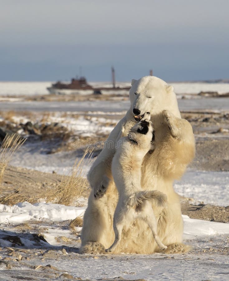 Orso polare e cane immagine stock. Immagine di selvaggio - 82026493