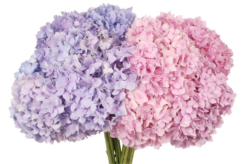Ortensia Rosa E Blu Del Fiore (percorso Di Ritaglio) Immagine Stock ...