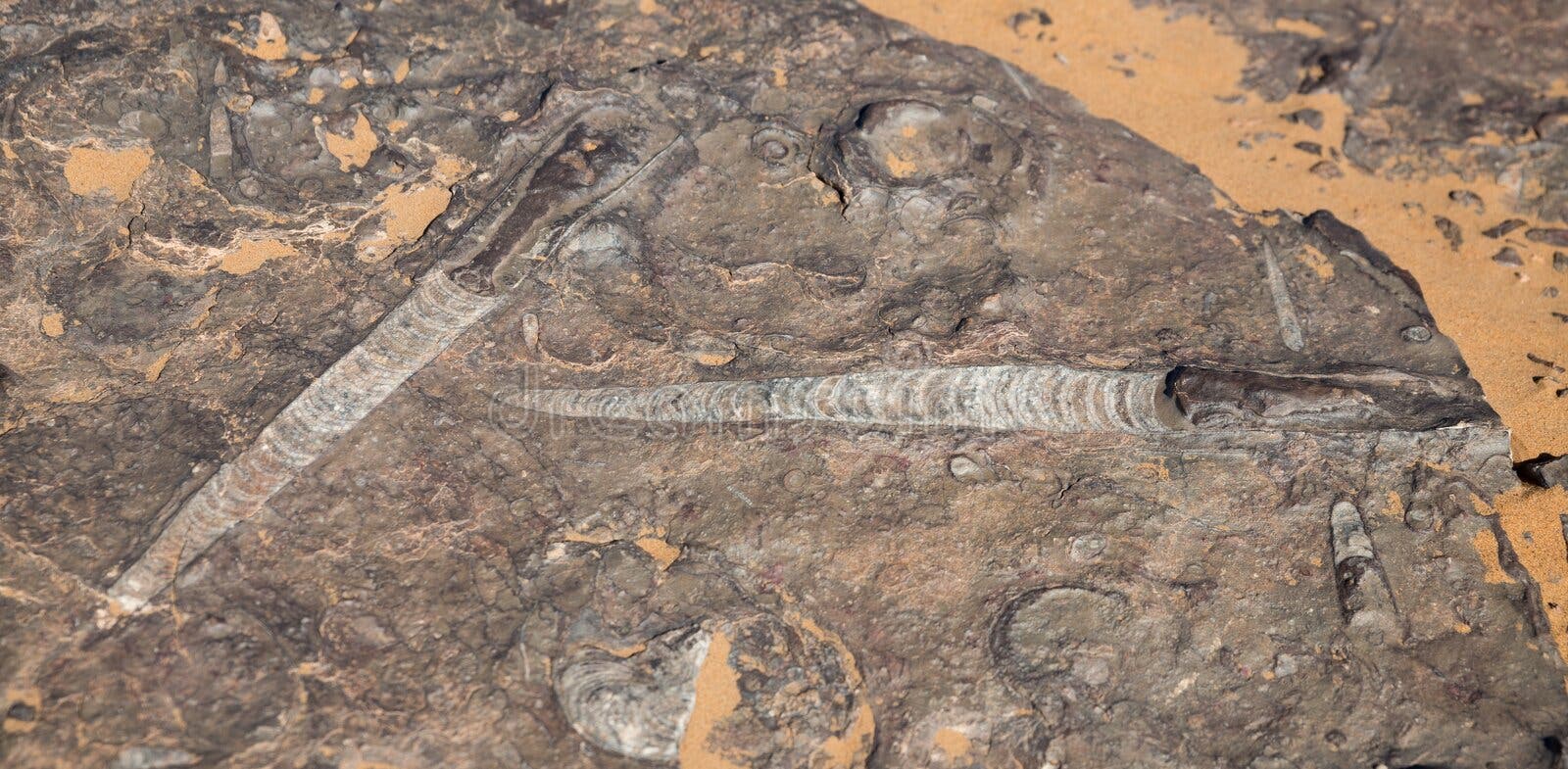 Fossil of Ancient Cephalopod Stock Photo - Image of marine, rock: 2020904