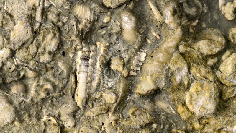 Orthocerida and Other Fossils on Baltic Limestone Stock Footage - Video ...