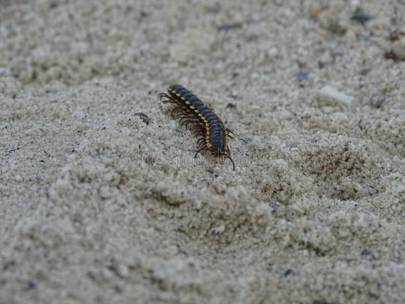 Orthomorpha Coarctata or Multi-legged Insect, Its Body is Black and ...