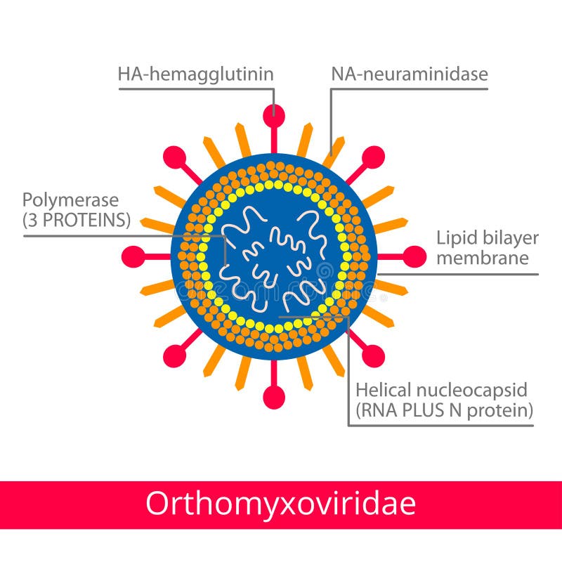 Orthomyxoviridae Classification Des Virus Illustration de Vecteur ...
