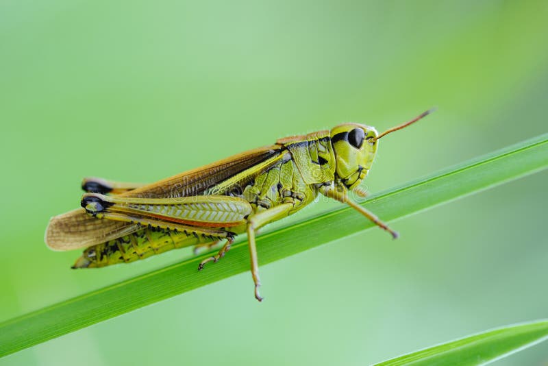 Orthoptera stock image. Image of colorful, detail, green - 17298539