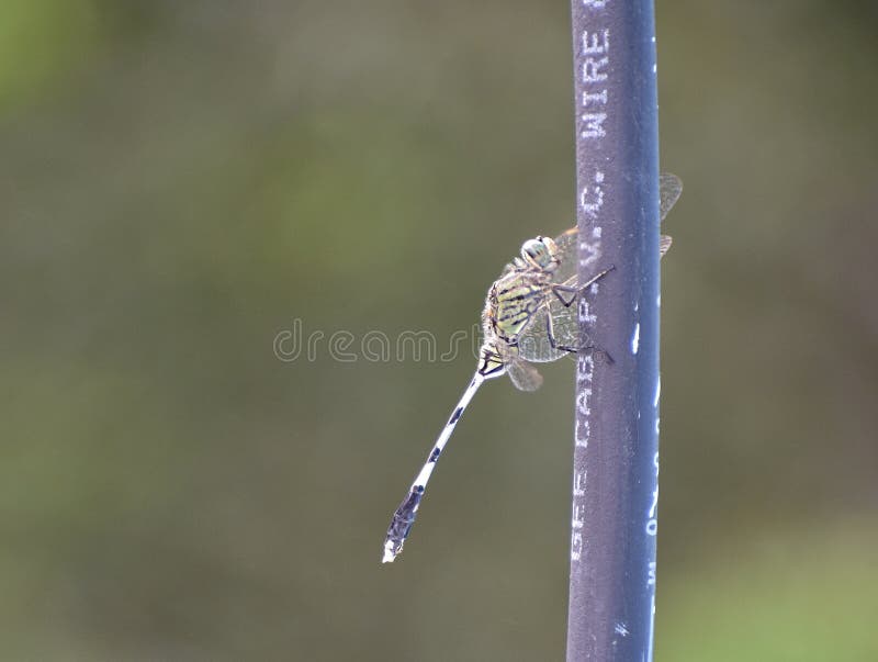 Dragon fly stock photo. Image of nature, entomology - 123317124