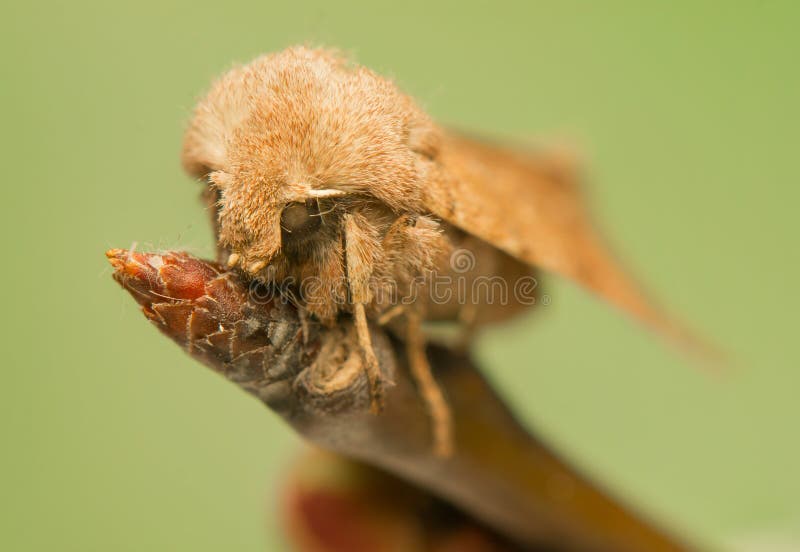 Orthosia cerasi stock photo. Image of detail, cerasi - 39289486