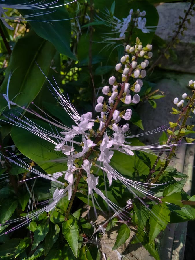 Orthosiphon Aristatus flower are Beautiful Stock Photo - Image of ...