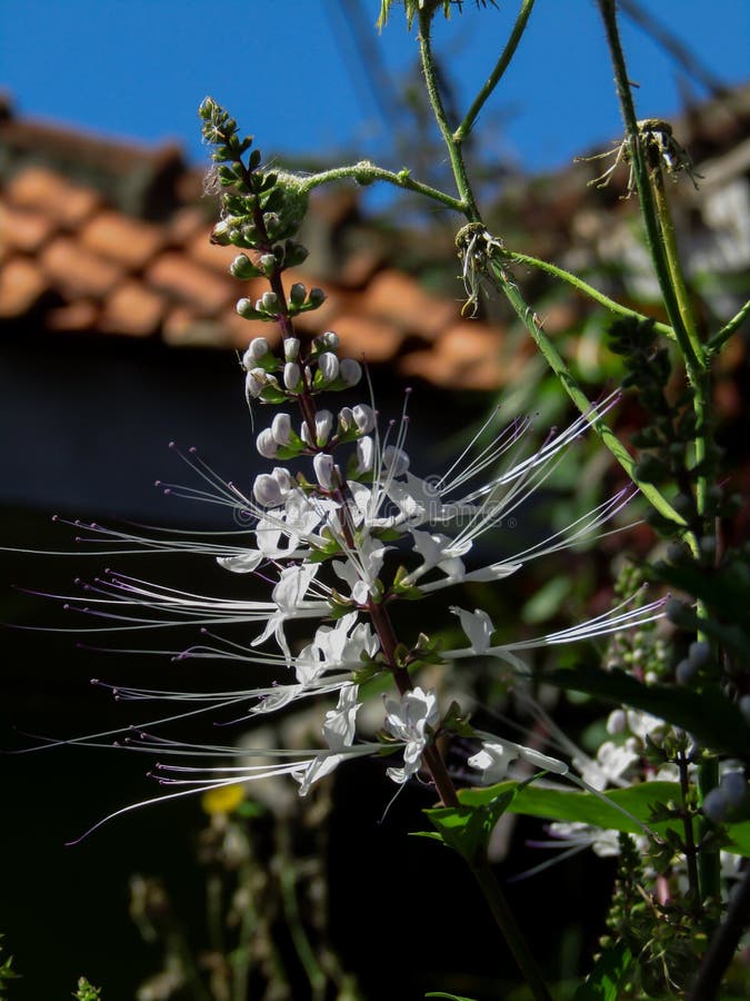 Aristatusflower Stock Photos - Free & Royalty-Free Stock Photos from ...