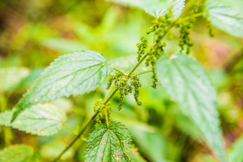 Ortie Commune à L'étape Fleurissante Image stock - Image du feuillage ...