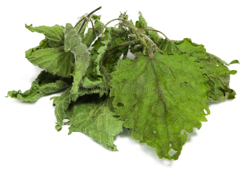 Hierba De Ortiga Seca O En Lámina De Utricae En Cuenco De Madera ...