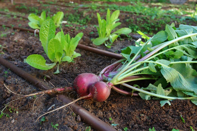 Orto - Ravanello e Lattuga fotografia stock. Immagine di radice - 12919174