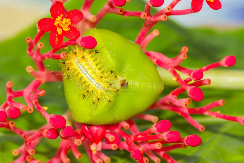 Una Oruga De Frutas De Pie Y Comiendo Hago Fruta Aceindonesia Foto de ...