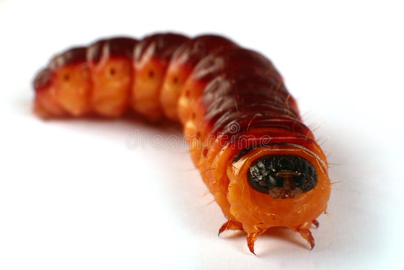 Oruga fea foto de archivo. Imagen de macro, gusano, animal - 10568552