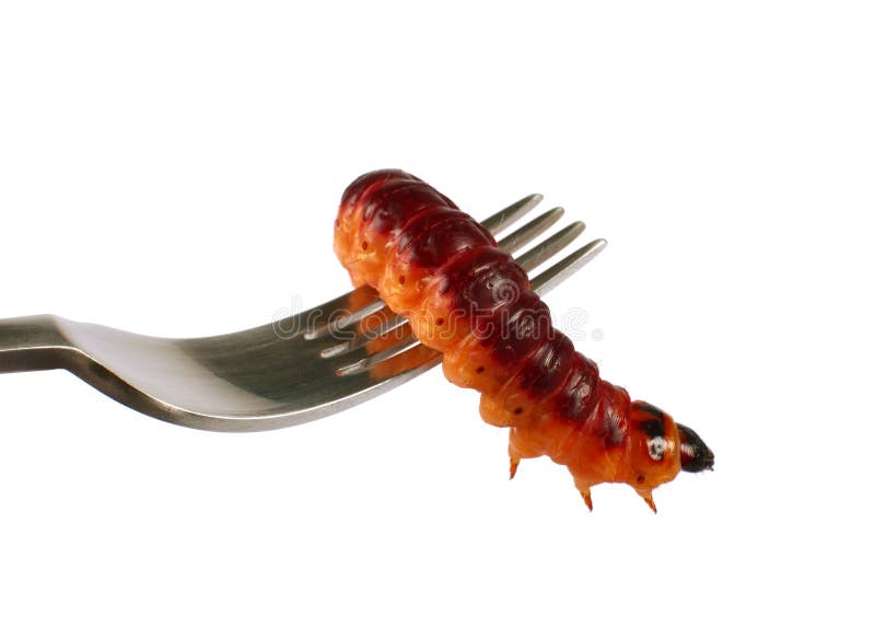 Oruga fea foto de archivo. Imagen de macro, gusano, animal - 10568552