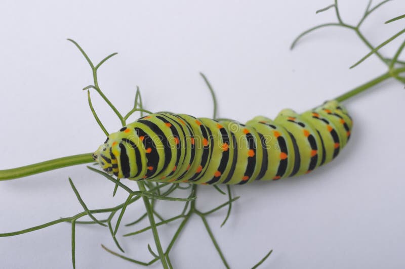 Oruga Swallowtail Sobre Fondo Blanco Imagen de archivo - Imagen de ...