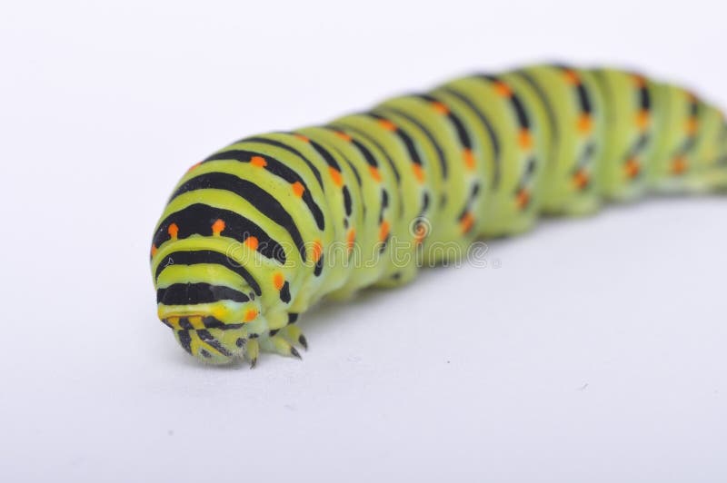 Oruga en el fondo blanco imagen de archivo. Imagen de aislado - 57298955