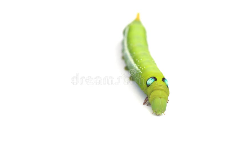 Oruga Verde En El Fondo Blanco Foto de archivo - Imagen de larvas ...