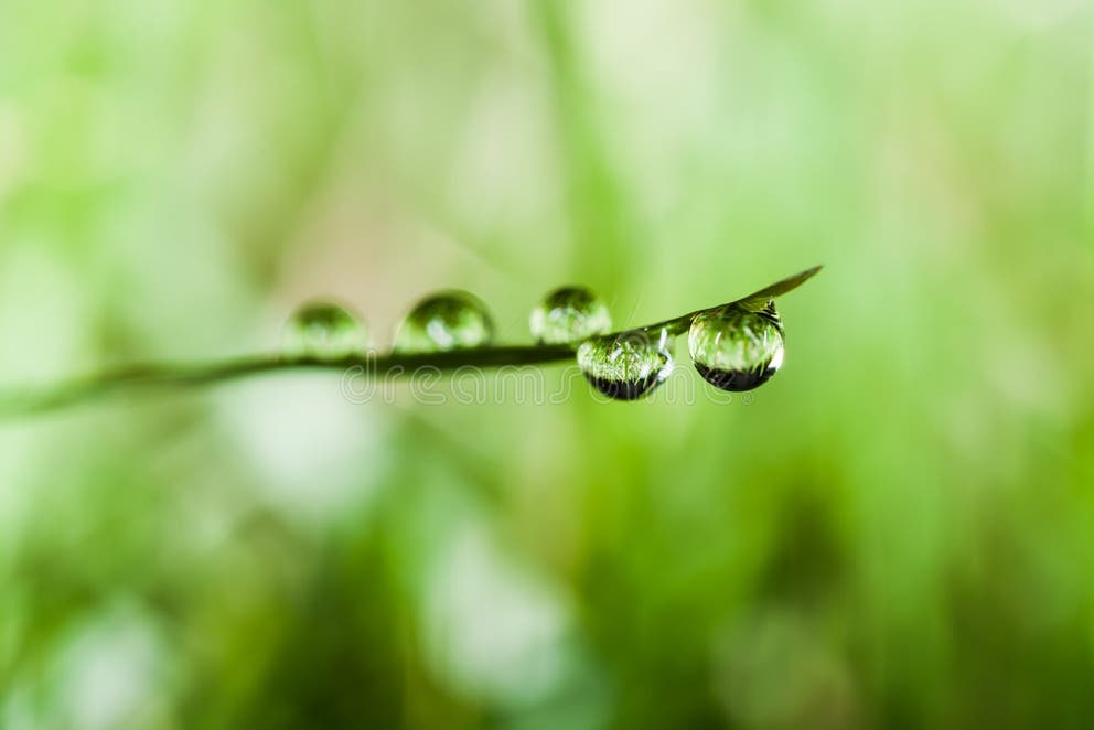 Orvalha foto de stock. Imagem de frescor, flora, macro - 28524238