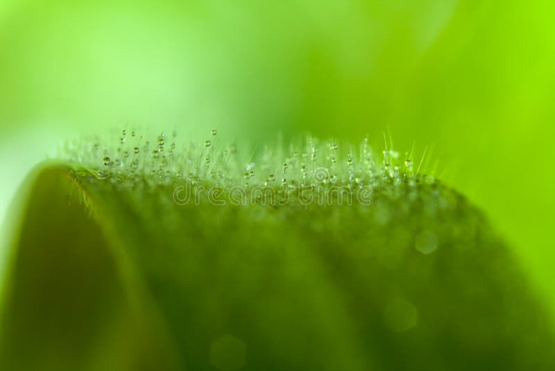 Orvalha imagem de stock. Imagem de vida, gotas, mola - 30717401