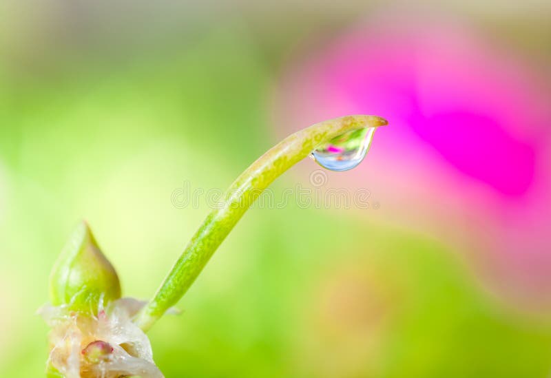 Orvalha foto de stock. Imagem de pureza, gota, nave, verde - 32641646