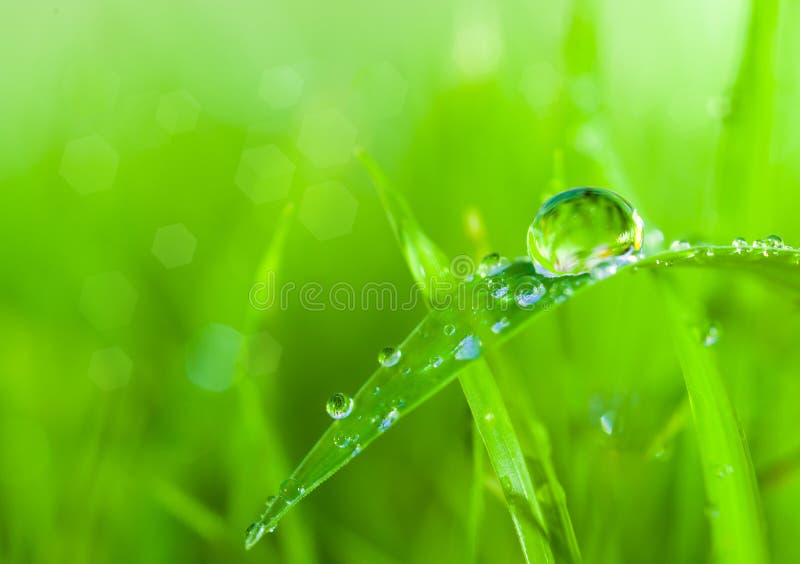 Orvalha imagem de stock. Imagem de ambiental, textura - 32642135