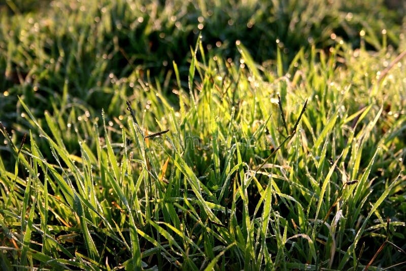 835 Orvalha Fotos - Fotos de Stock Gratuitas e Fotos Royalty-Free ...