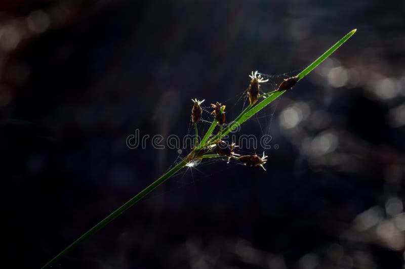 Orvalha Na Planta Com a Luz Do Sol, Lowkey Imagem de Stock - Imagem de ...