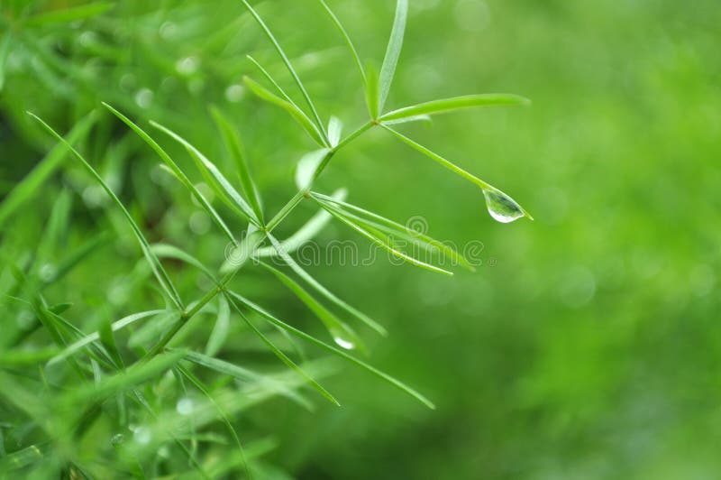 Orvalha na planta verde imagem de stock. Imagem de folhas - 14132759