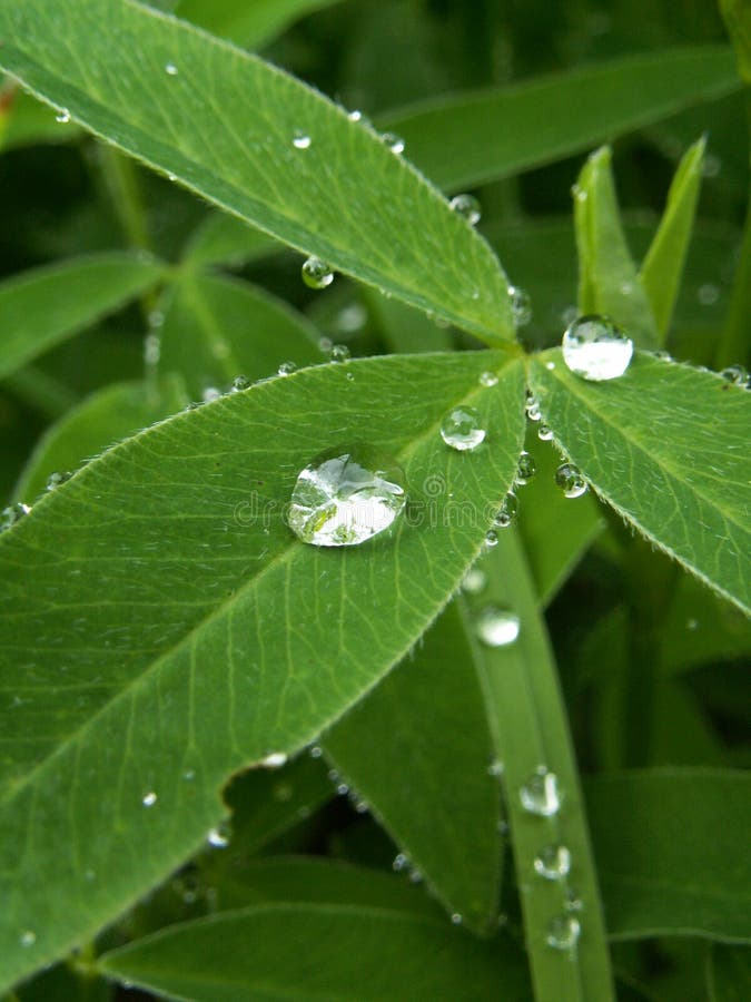 Orvalho foto de stock. Imagem de gota, folha, jardim, orvalho - 158656