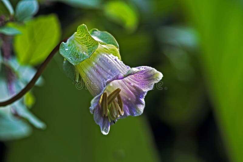 Sinos Da Planta Ou Da Catedral De Ar, Pinnatum De Bryophyllum Foto de ...