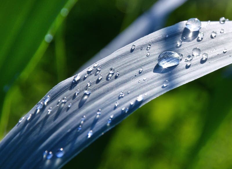 Orvalho em uma folha foto de stock. Imagem de brilhante - 15764228