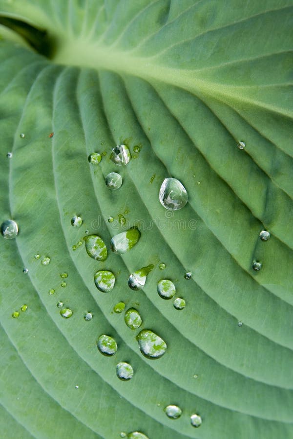 Orvalho na folha 1 imagem de stock. Imagem de foco, orvalho - 9595697