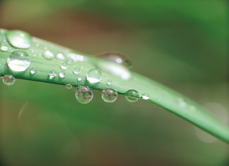 Orvalho na Natureza imagem de stock. Imagem de nave, gota - 943977