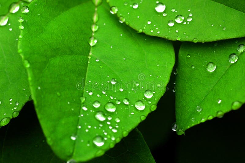 Orvalho nas folhas foto de stock. Imagem de verde, orvalho - 7814066