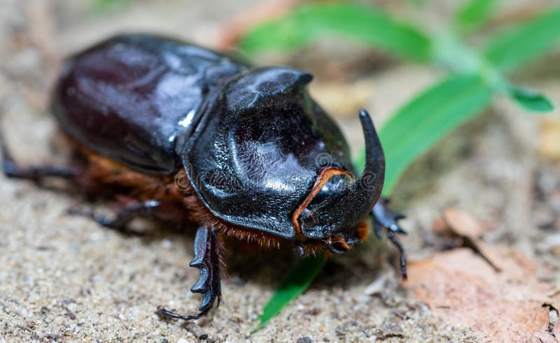 Oryctes Nasicornis Beetle in the Nature Stock Image - Image of european ...
