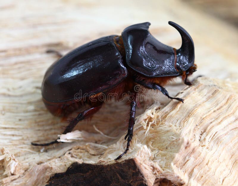 Oryctes nasicornis stock image. Image of oryctes, fauna - 95892361