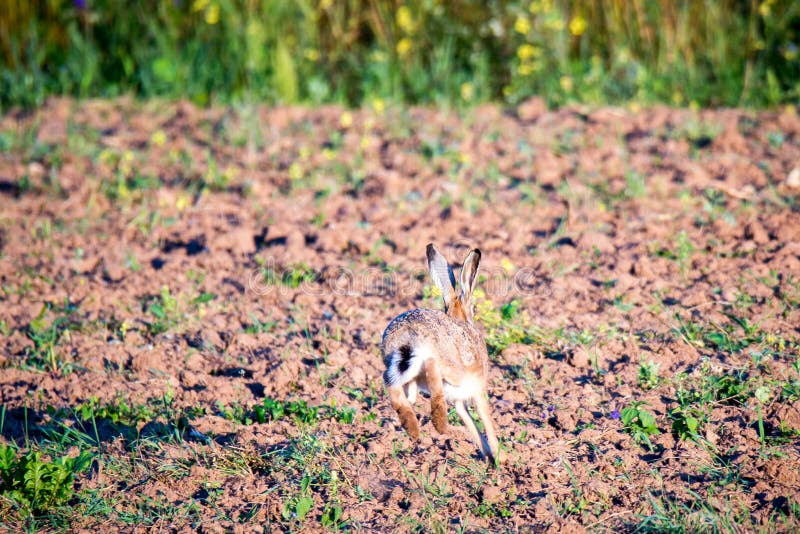 Oryctolagus cuniculus stock image. Image of nature, oryctolagus - 206347703