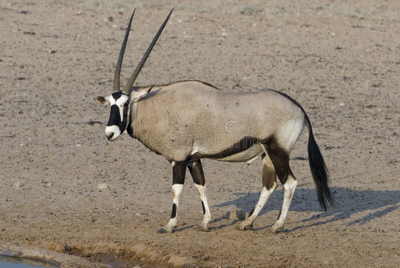 Orynx alone stock photo. Image of horns, herbivore, animal - 10322322