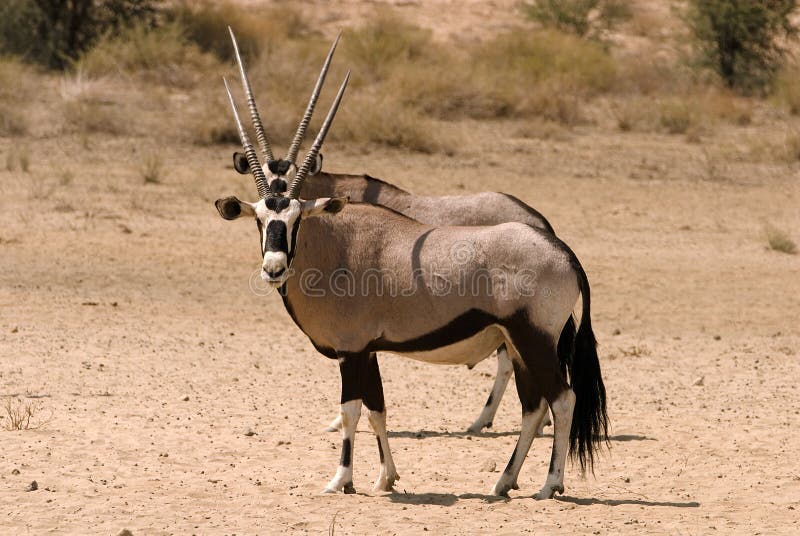Orynx in formation stock photo. Image of desert, gemsbok - 10603372