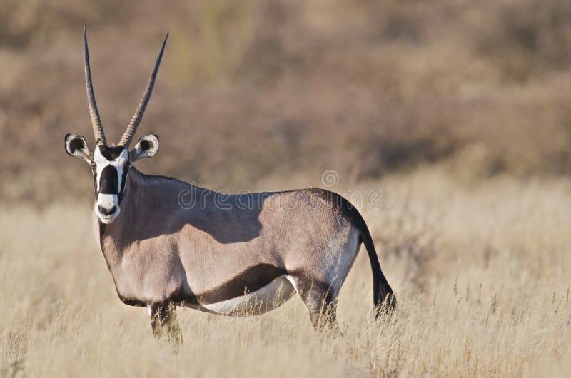 Arabian oryx eating stock image. Image of nature, antelope - 9809529