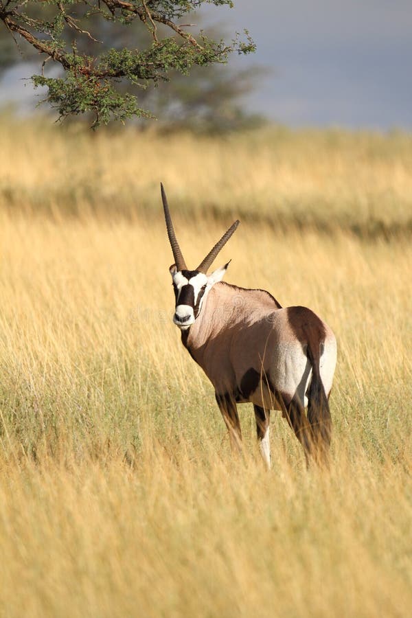 Oryx stock photo. Image of savannah, buck, africa, south - 13807910