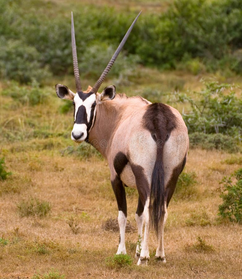 Oryx stock image. Image of stare, nature, horns, safari - 19677429