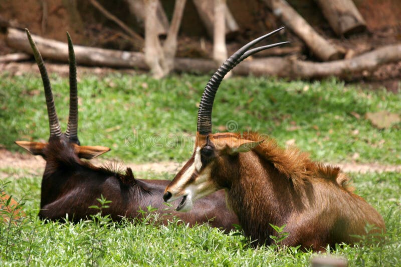 Oryx stock photo. Image of horned, habitat, africa, oryx - 818376