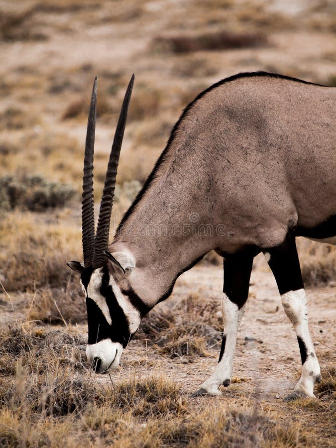 Arabian oryx antelope stock photo. Image of desert, leucoryx - 9809452