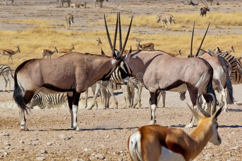 Gemsbok fight stock image. Image of safari, aggressiveness - 12378963