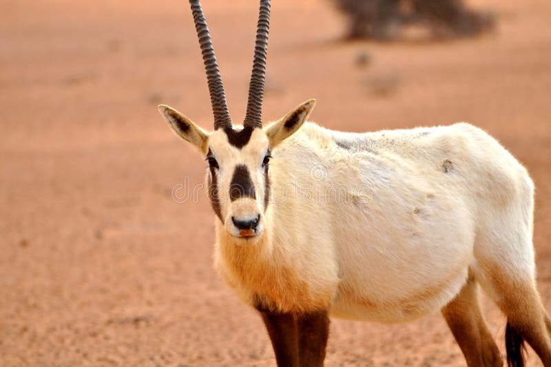 Oryx Arabe image stock. Image du rester, jaune, blanc - 74827289