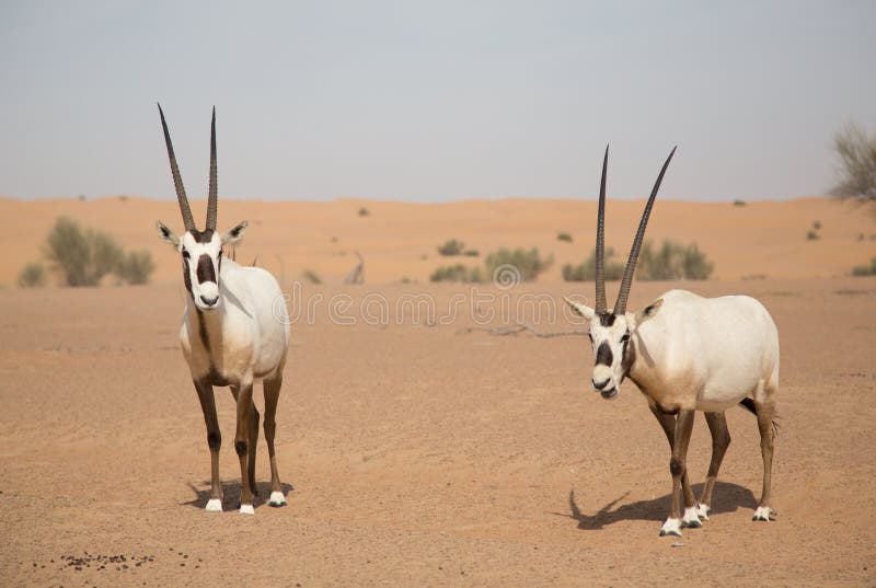 Oryx d'Arabe d'antilope photo stock. Image du antilope - 9809452