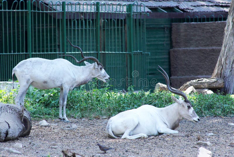 Oryx Goats In Nature Reserve, Israel Stock Photo - Image of family ...