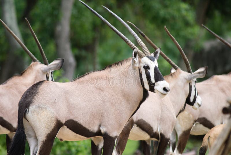 Oryx stock image. Image of transfrontier, horn, destination - 31997073