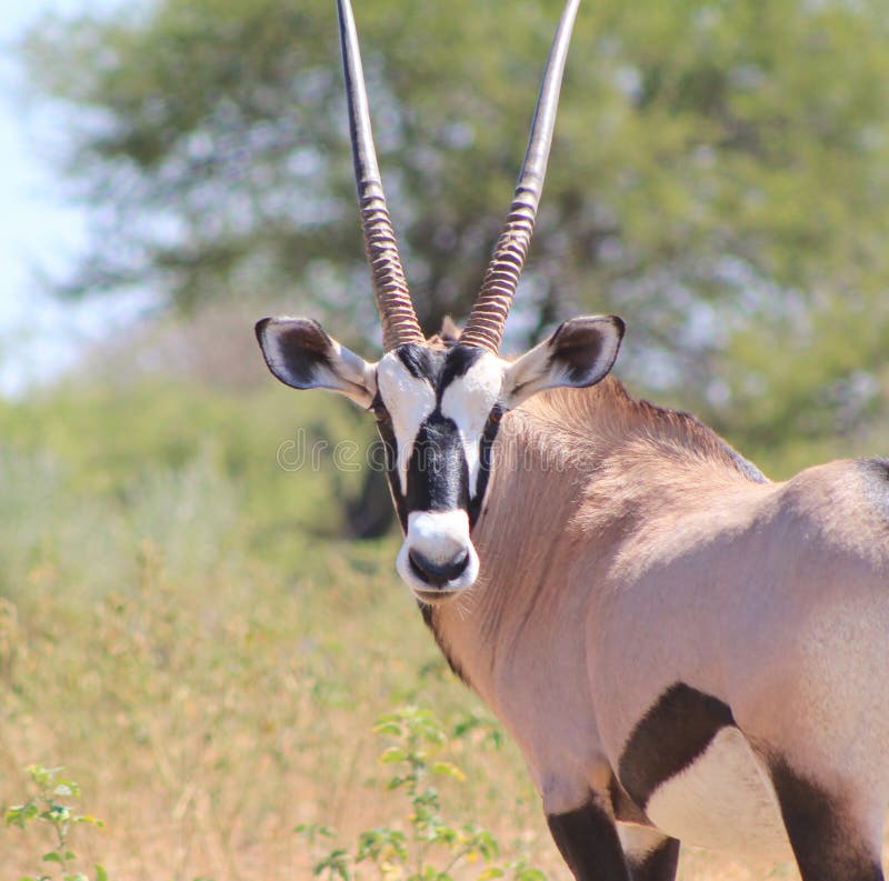 African Wildlife - Oryx, Gemsbuck Stock Photo - Image of bull, border ...